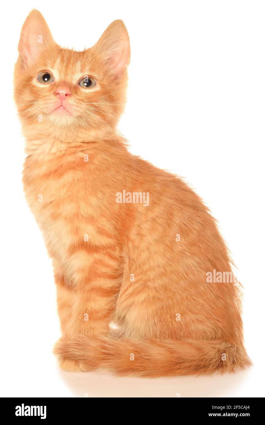 Orange kitten sitting isolated on white background Stock Photo - Alamy