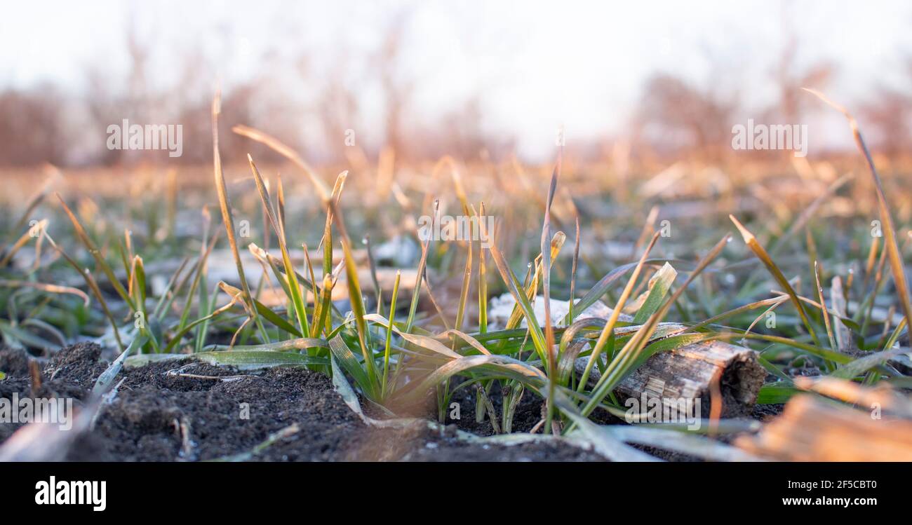 Wheat bushes with frozen leaves in spring Stock Photo - Alamy
