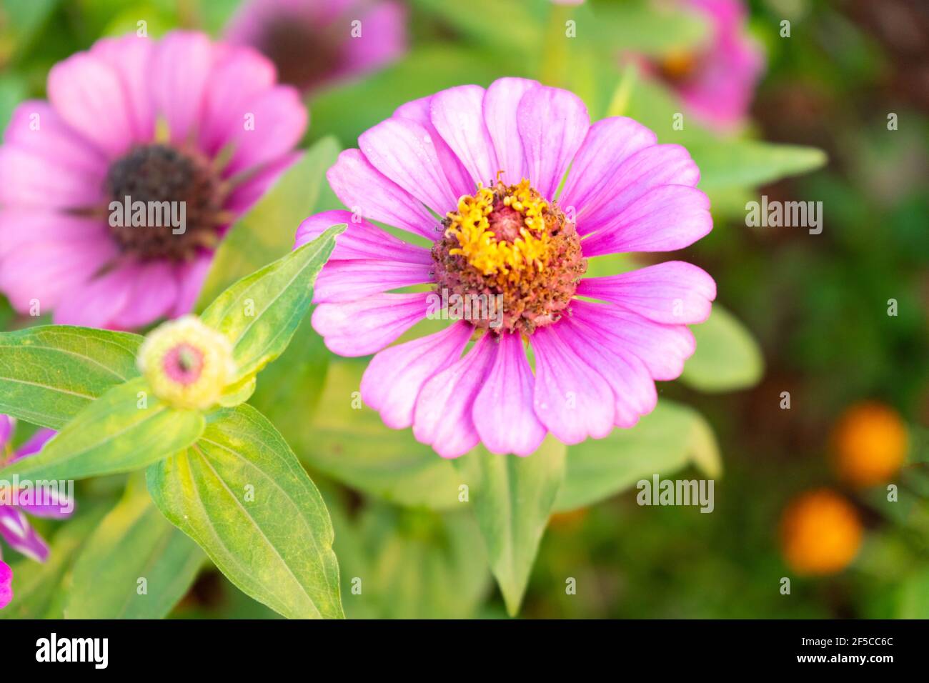Zinnia flower drawing hi-res stock photography and images - Alamy