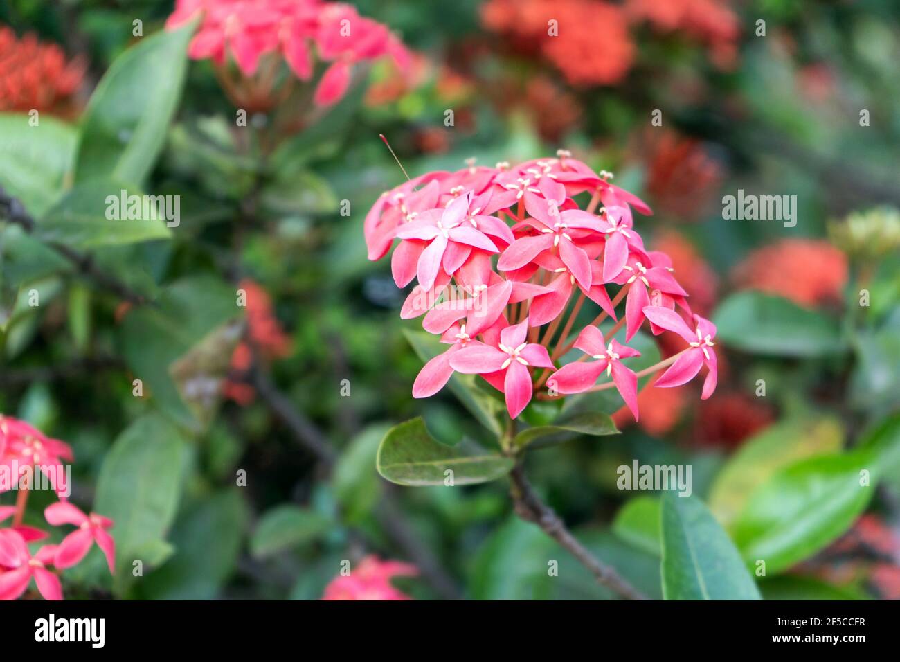 Ixora illustration hi-res stock photography and images - Alamy