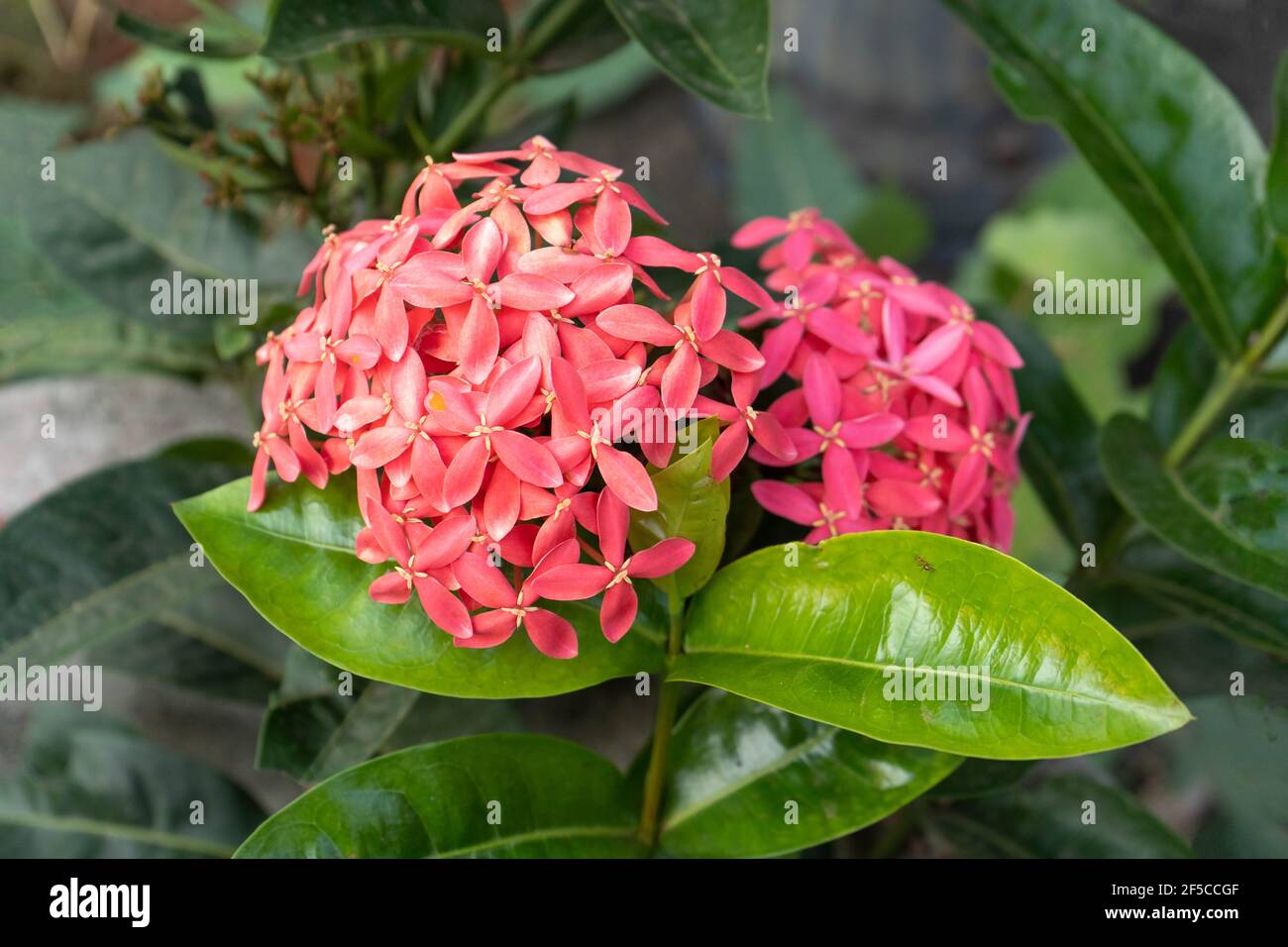 Ixora illustration hi-res stock photography and images - Alamy