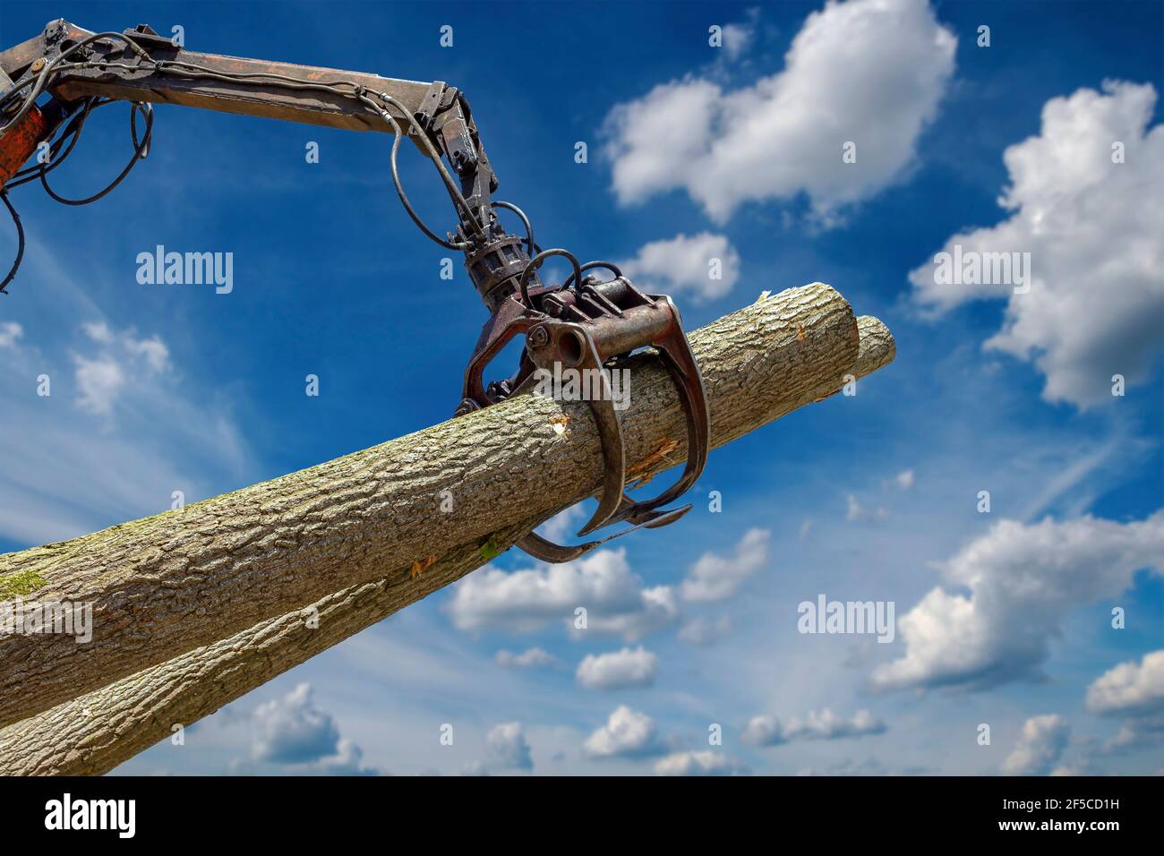 Loading tree logs with timber crane to heavy truck trailer for ...