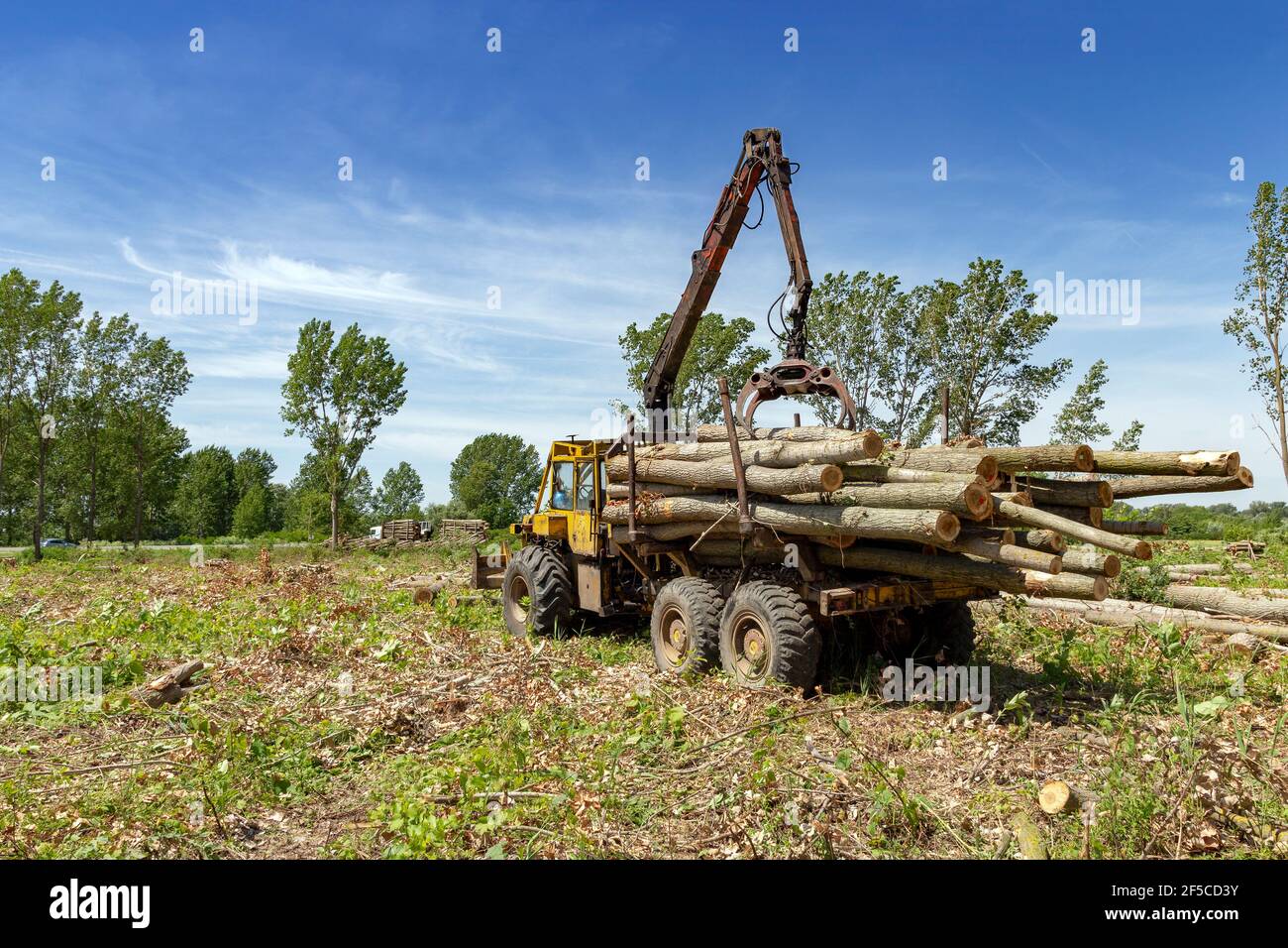 Worker loading tree logs with timber crane to heavy truck trailer for ...