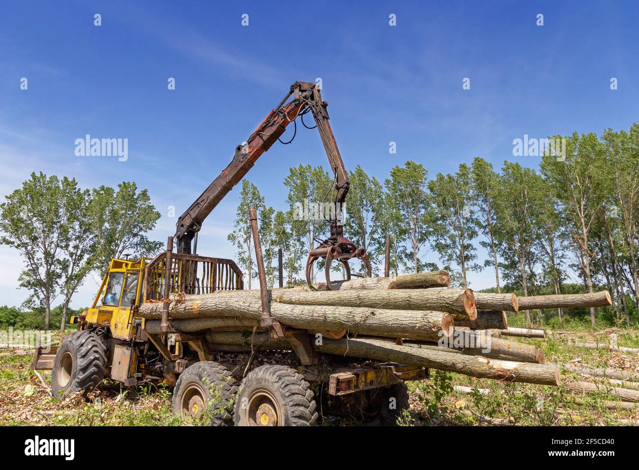 Worker loading tree logs with timber crane to heavy truck trailer for ...