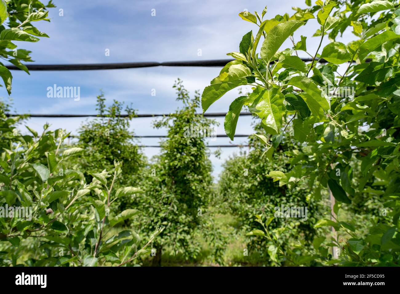 Apple Orchard With Hail Protection Nets. Hail Protection Nets Above ...