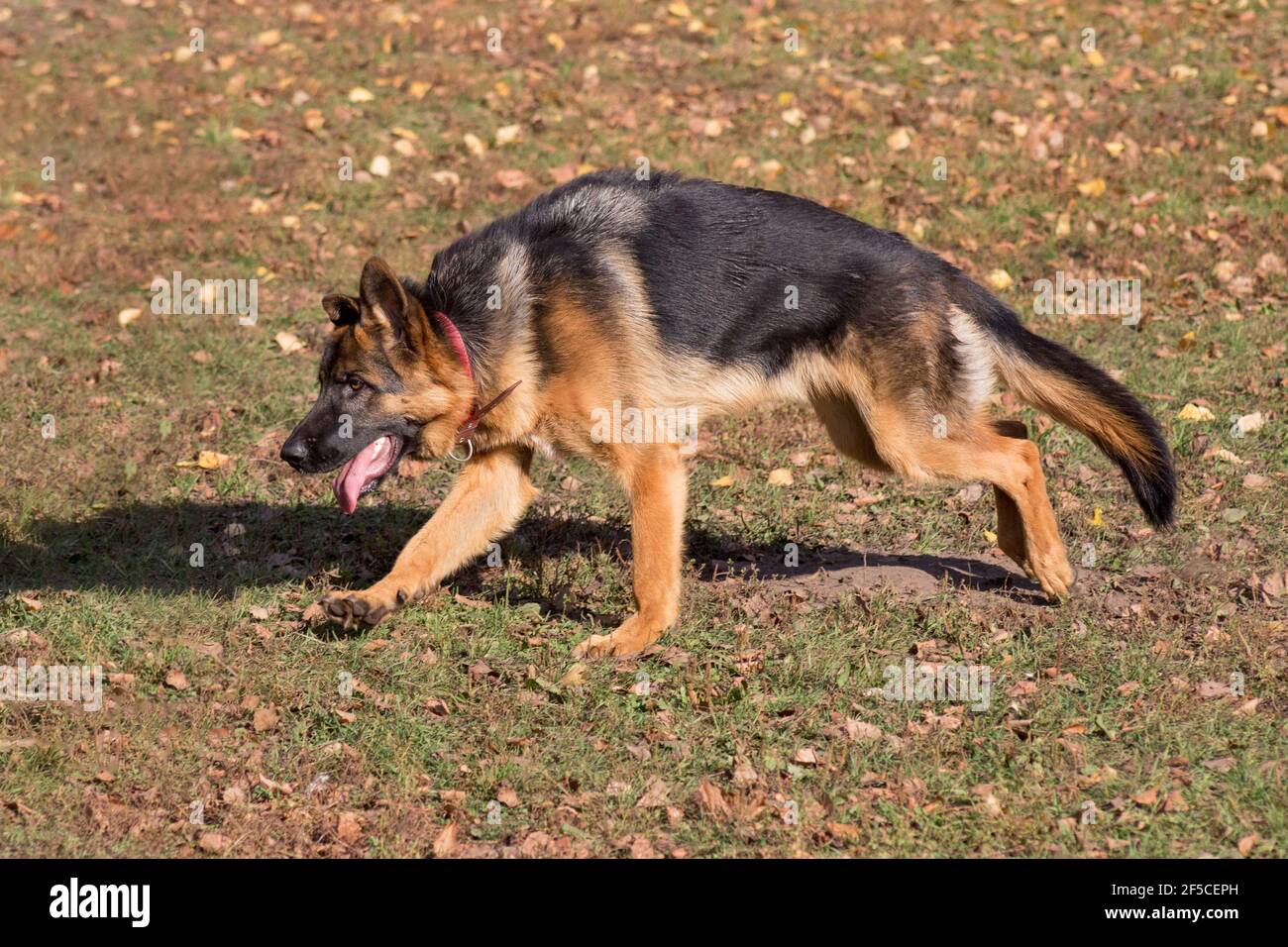 Cute german shepherd dog puppy is running in the autumn park. Pet ...