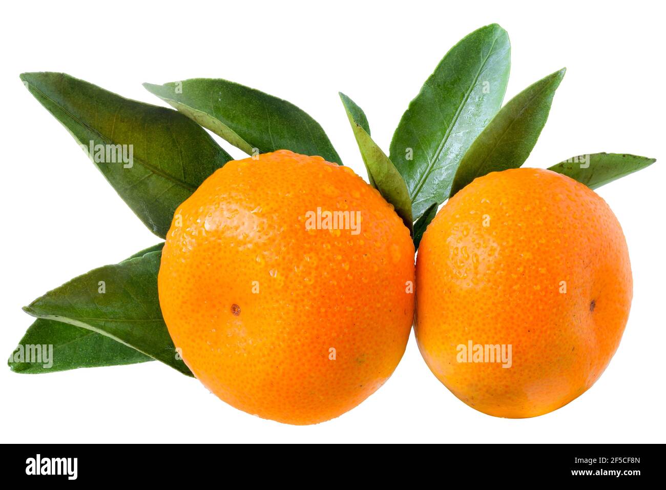 Two tangerine with leaves isolated on white background Stock Photo - Alamy