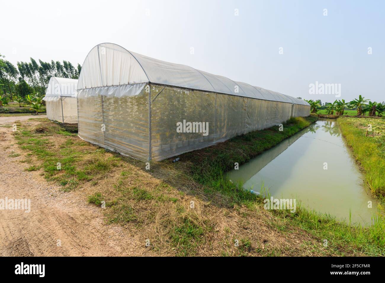 Green plants grow near water hi-res stock photography and images - Alamy