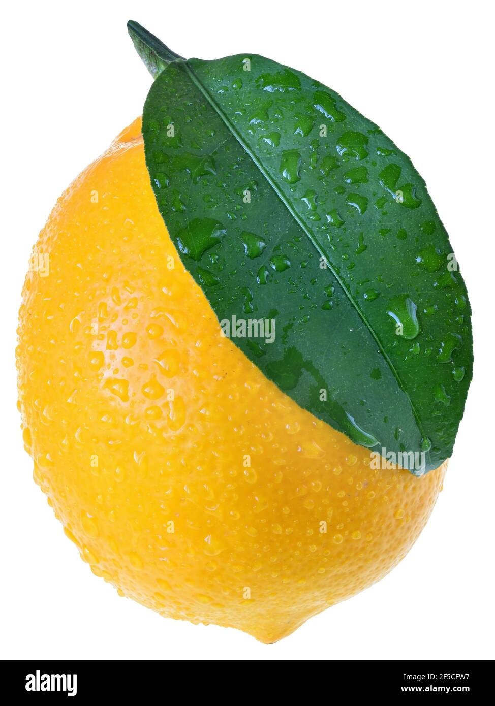 The full lemon close up with leaf on a white background Stock Photo - Alamy