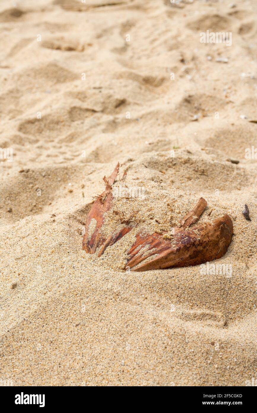 Closeup of rotten coconut on the beach by the sea Stock Photo - Alamy