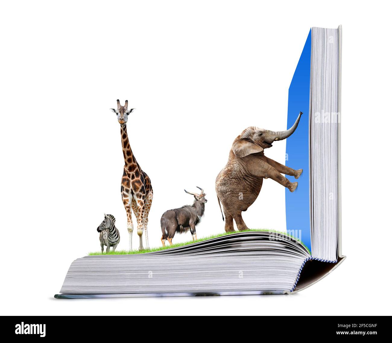 Zebra with antelope Cut Out Stock Images & Pictures - Alamy