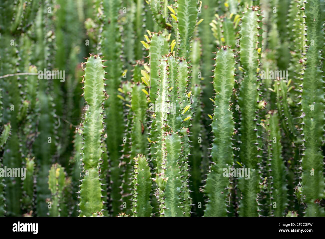 Candelabra tree (Euphorbia candelabrum) is a succulent shrub endemic to ...