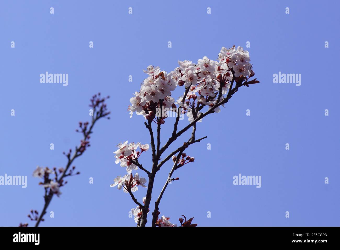 Closeup of a branch of blossoming Prunus Cerasifera Pissardii tree with ...