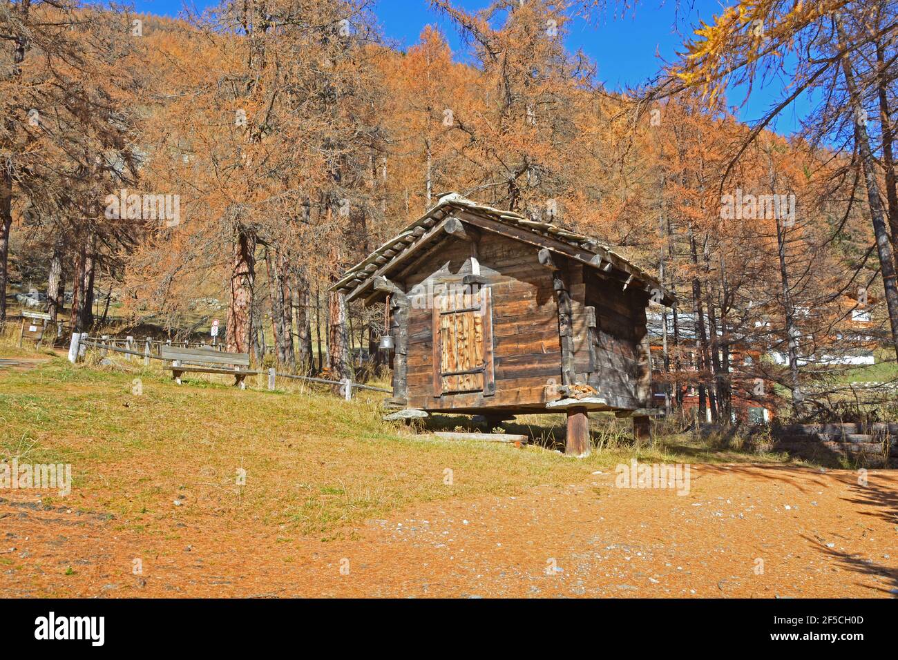 Old Swiss log cabin used for storing grain, backed by larch trees in ...