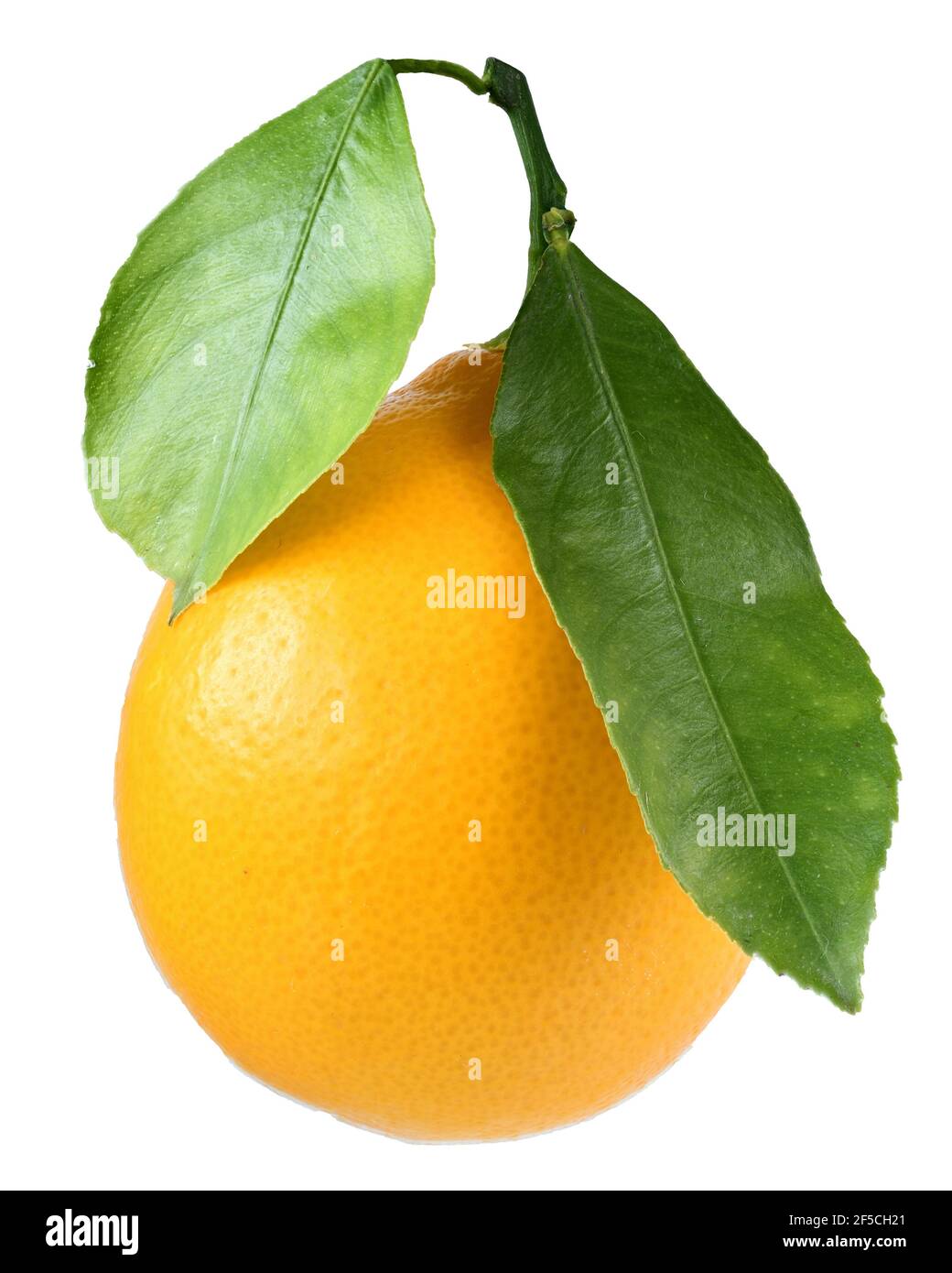 Lemon close up with leaf isolated on a white background Stock Photo - Alamy