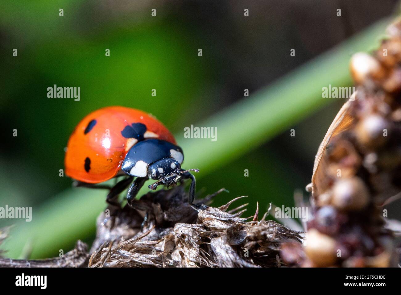Ladybug and heart hi-res stock photography and images - Alamy
