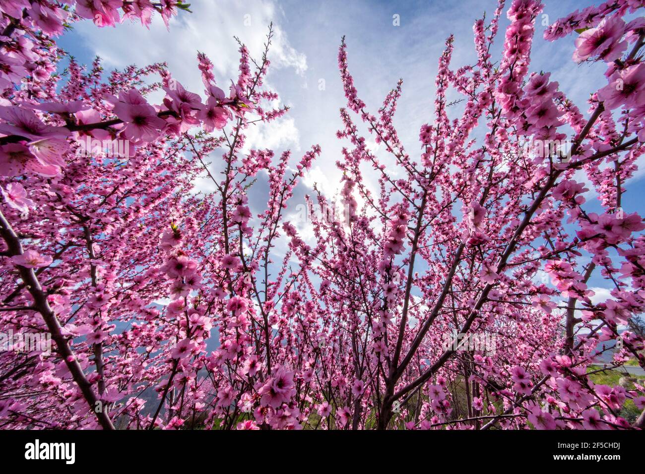 Almond trees in bloom Stock Photo - Alamy
