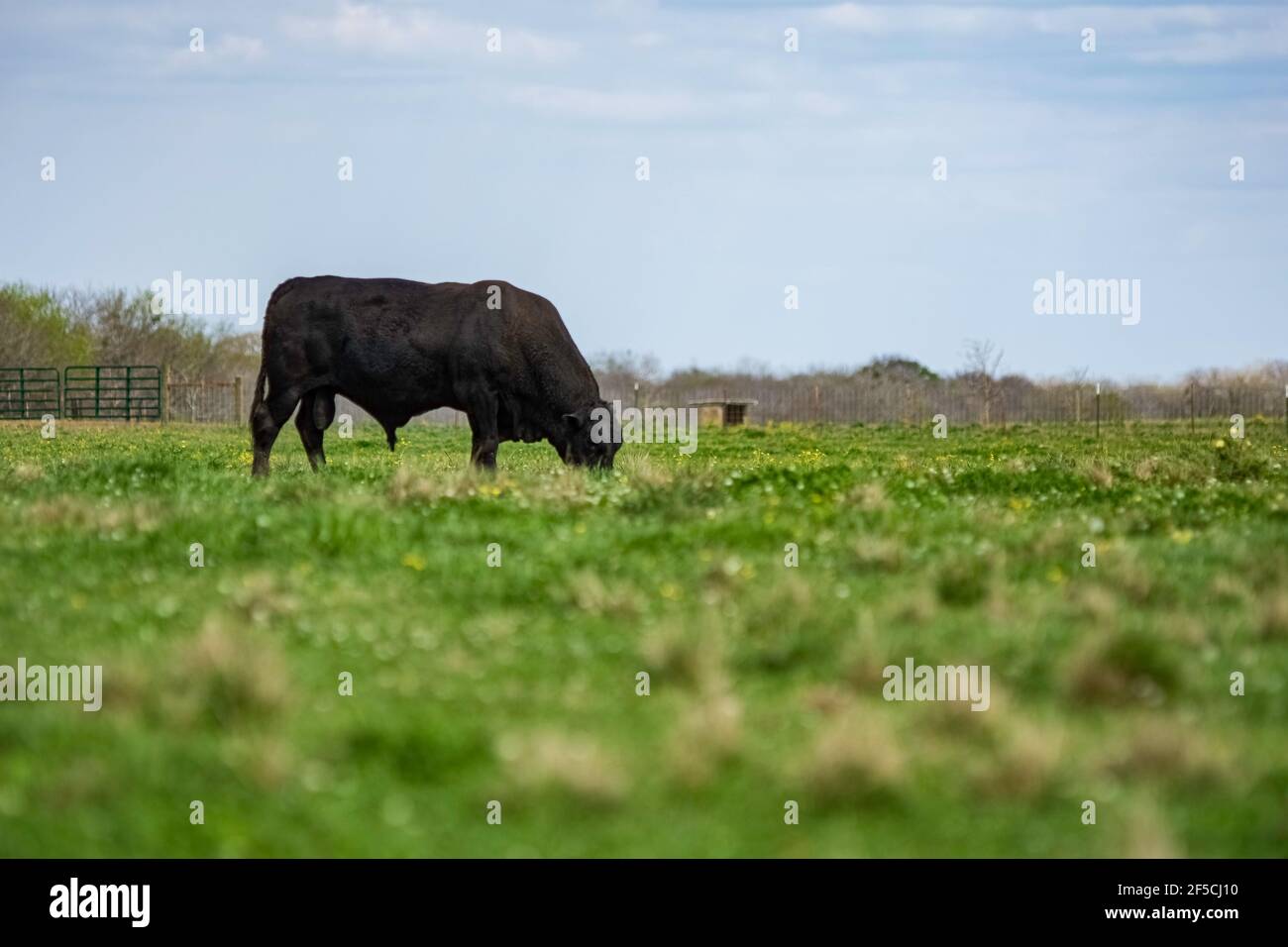 Angus bull hi-res stock photography and images - Alamy