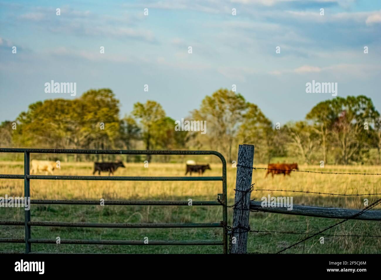 Texas gate ranch hi-res stock photography and images - Alamy