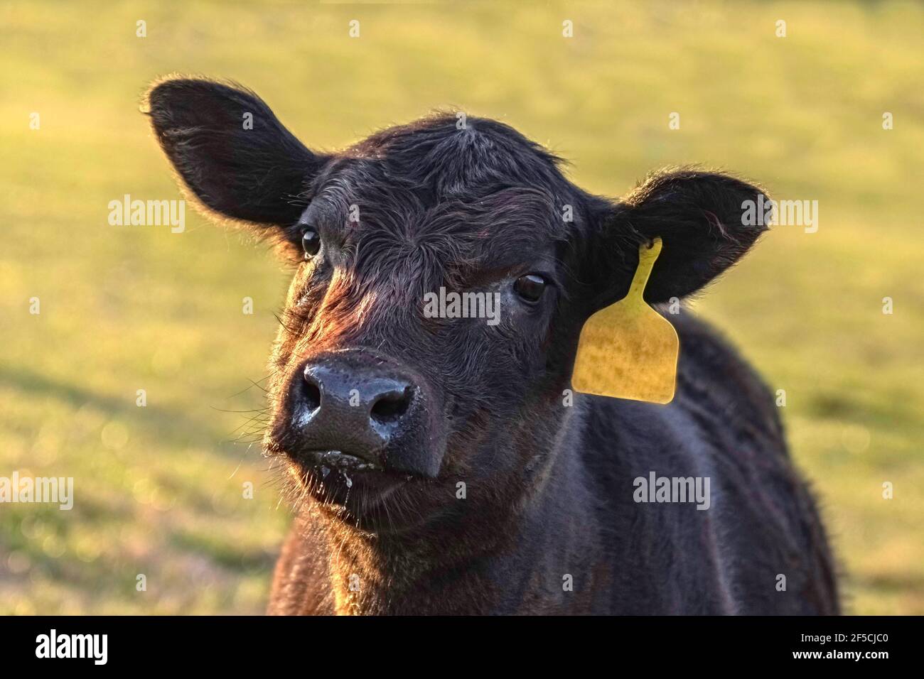 Adorable Angus calf portrait with her head tilted to the side and bokeh ...