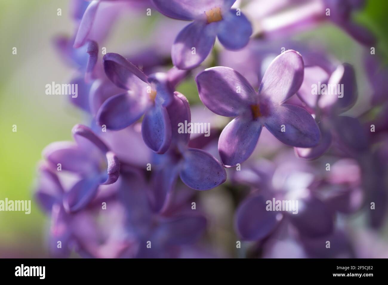 Common purple lilac syringa vulgaris hi-res stock photography and ...