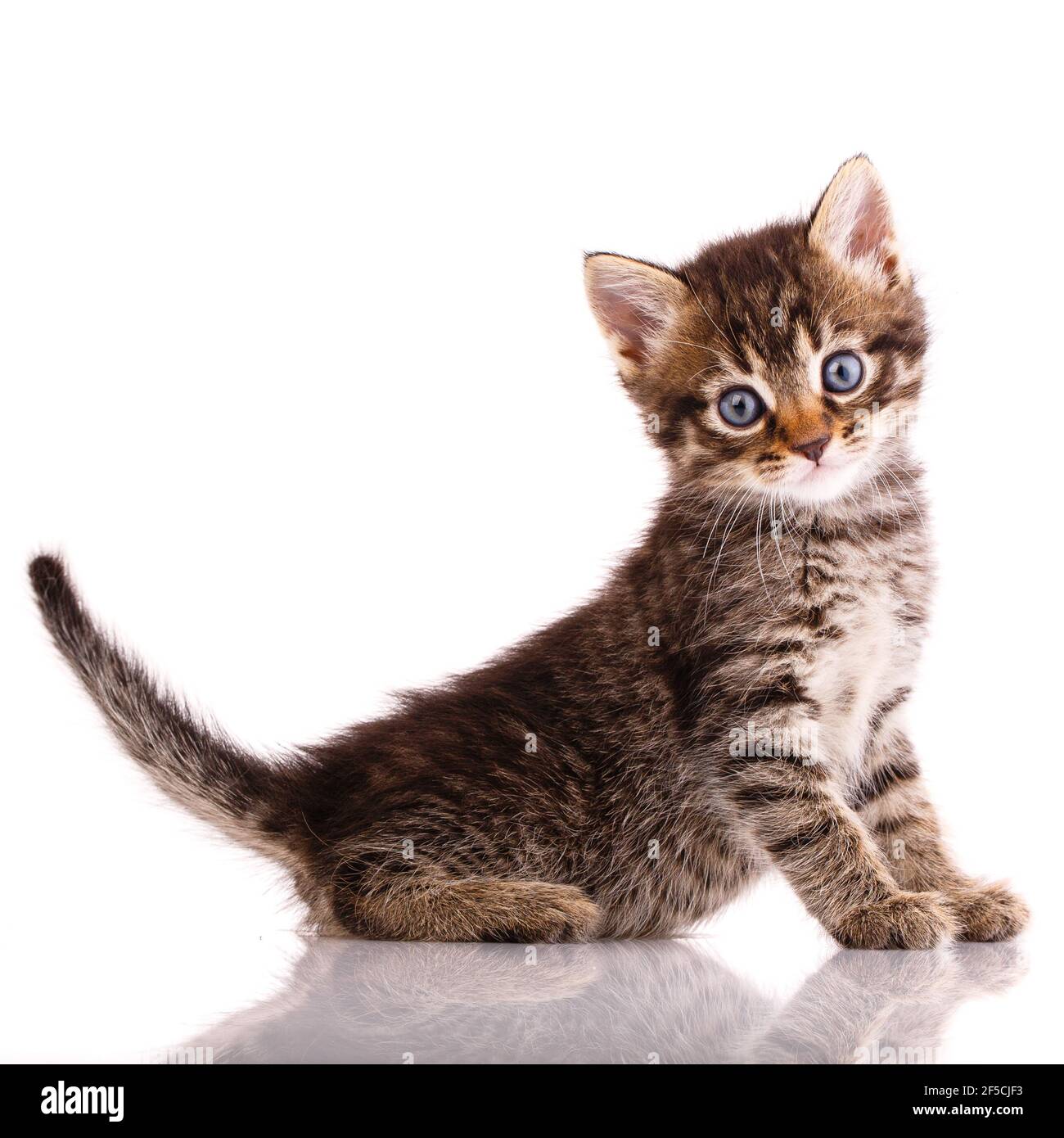 Three-colored kitten with blue eyes sits funny and looks at the camera ...