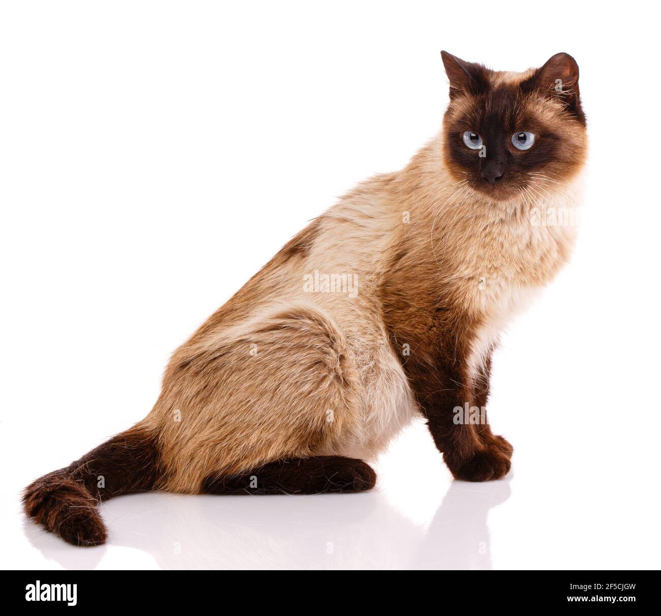 Siamese thai сat with dark brown paws, tail and head sits sideways on a ...