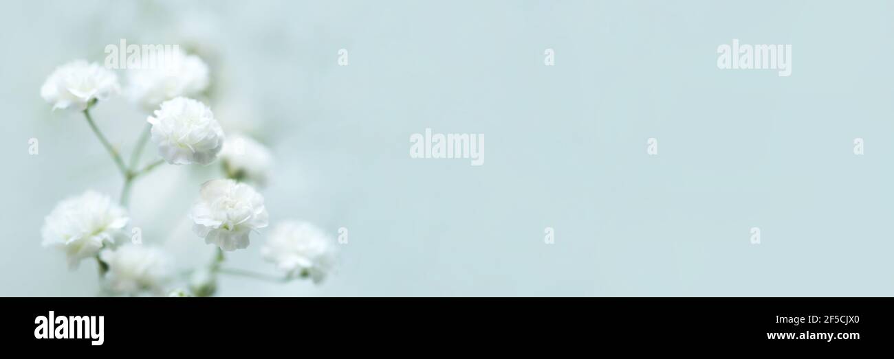 White flowers of the gypsophila. Gentle spring background Stock Photo ...