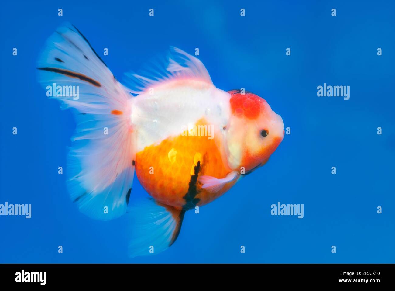 Pet ornamental goldfish or Carassius auratus, Family Cyprinida. Ranchu ...