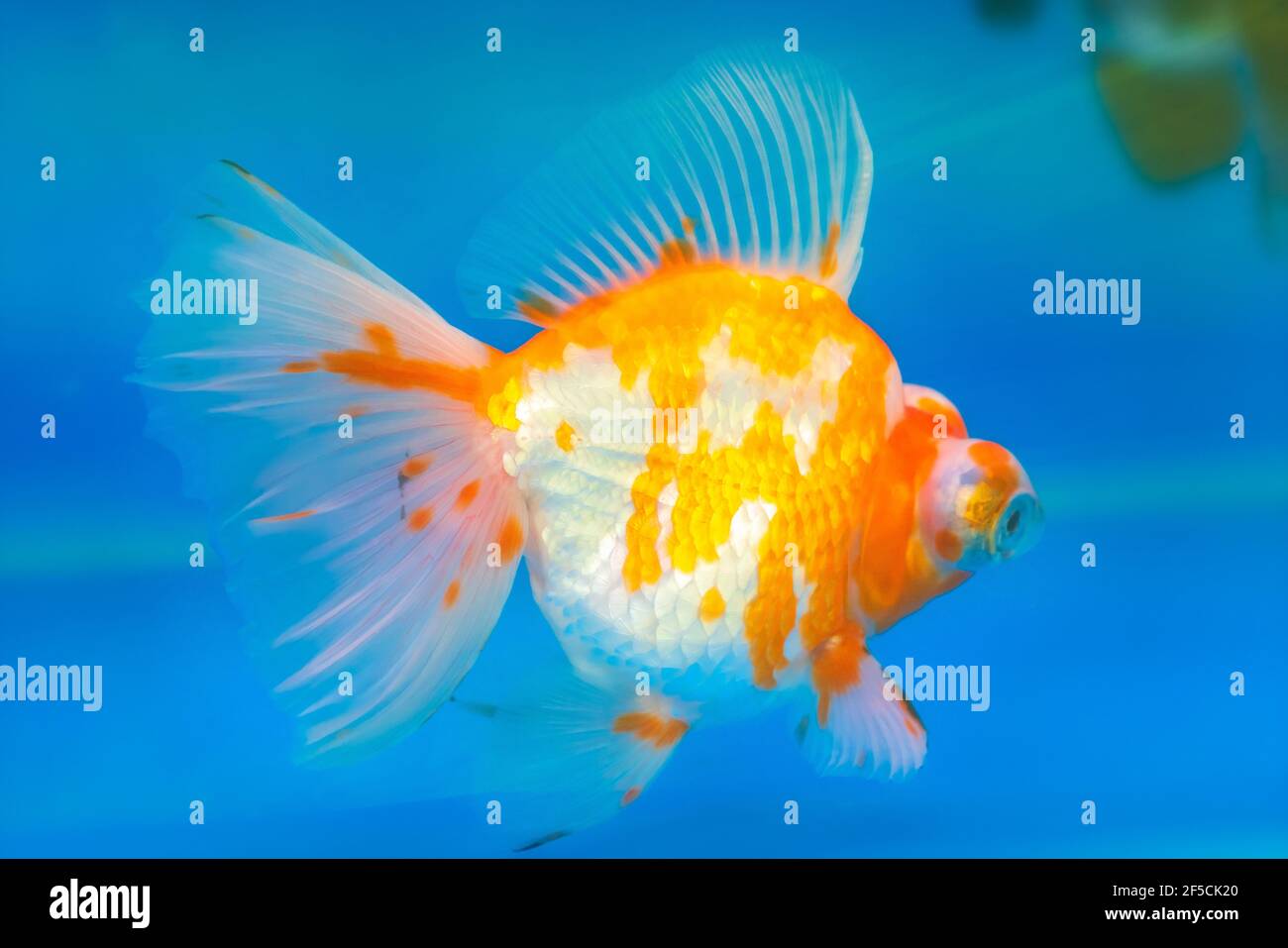 Pet ornamental goldfish or Carassius auratus, Family Cyprinida. Ranchu ...