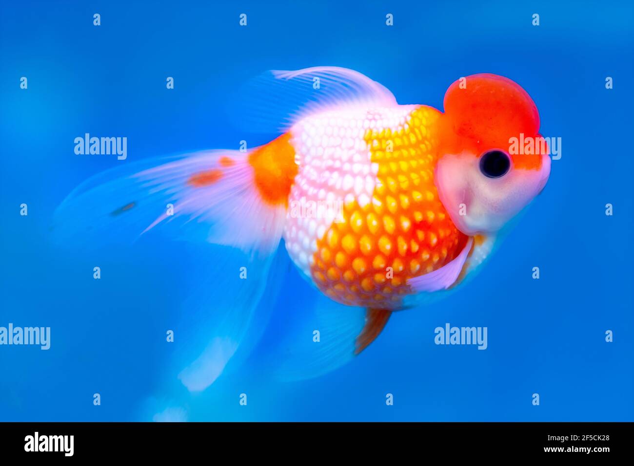Lionhead goldfish hi-res stock photography and images - Alamy