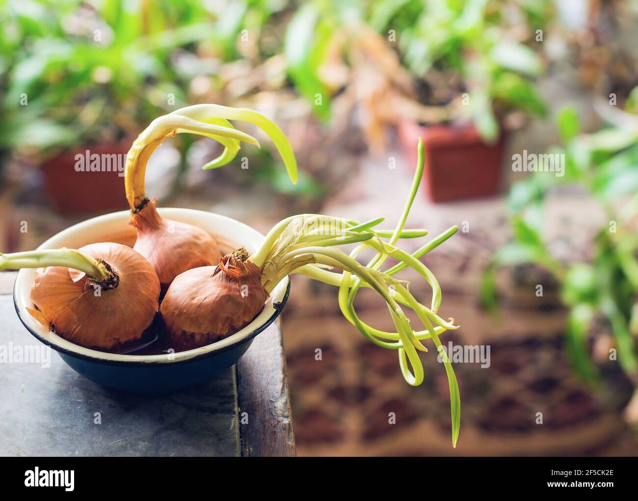 Freshly sprouted onions at home apartment interior Stock Photo - Alamy