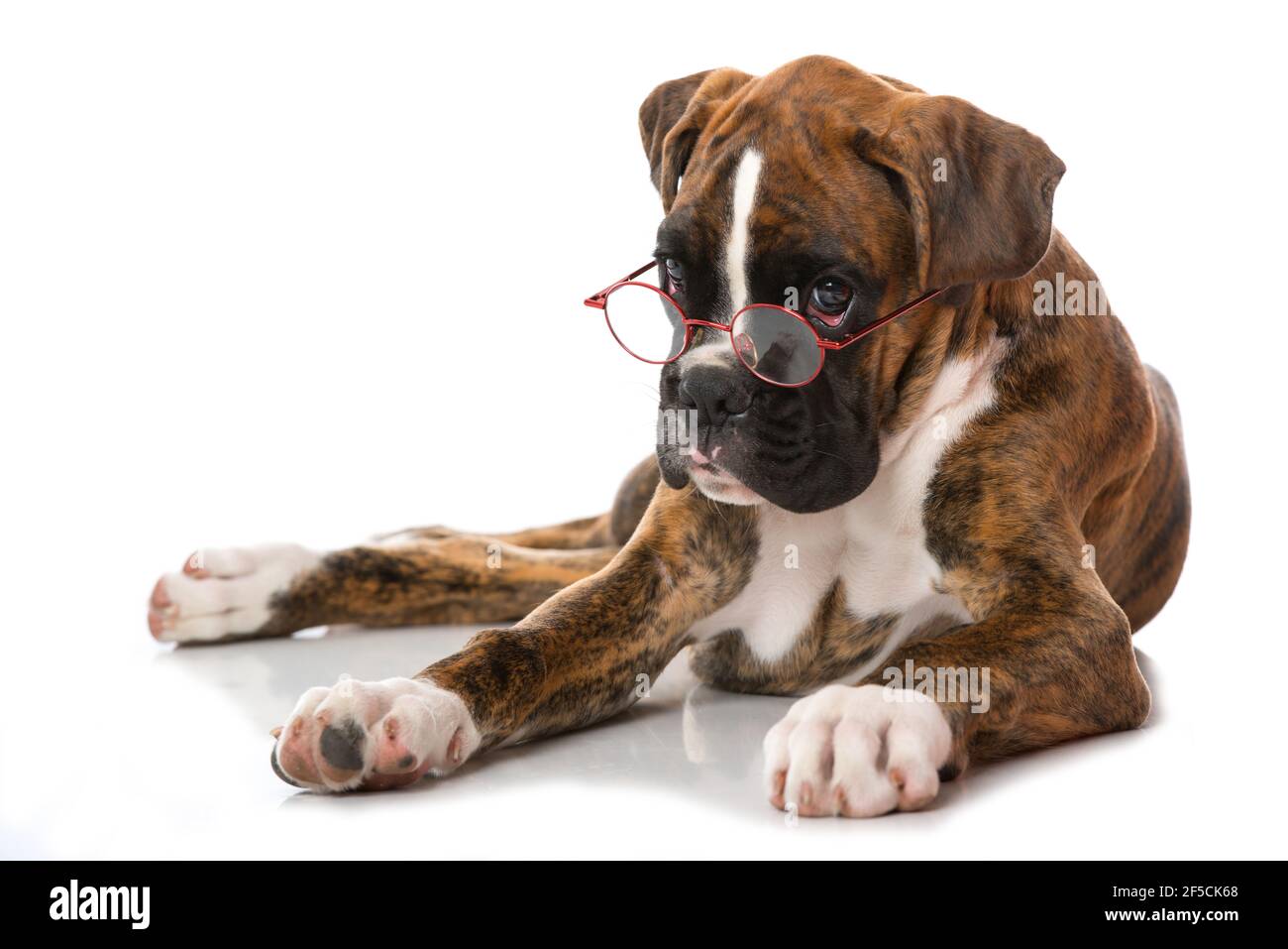 Boxer puppy isolated on white background Stock Photo - Alamy