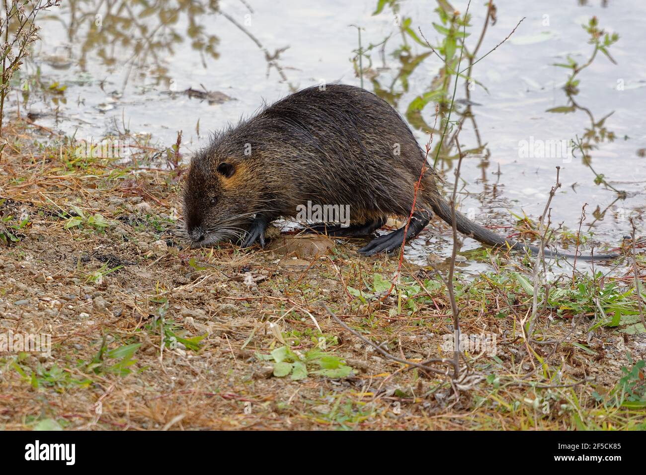 Coypu (Myocastor coypus) - France Stock Photo - Alamy