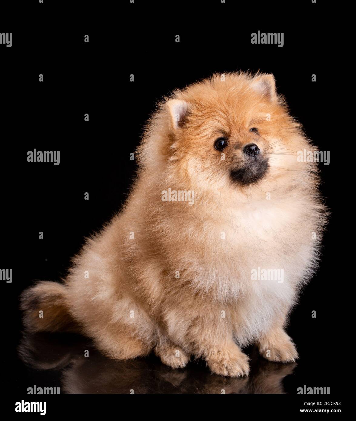 Pomeranian Spitz in studio on black background. Portrait of a little ...