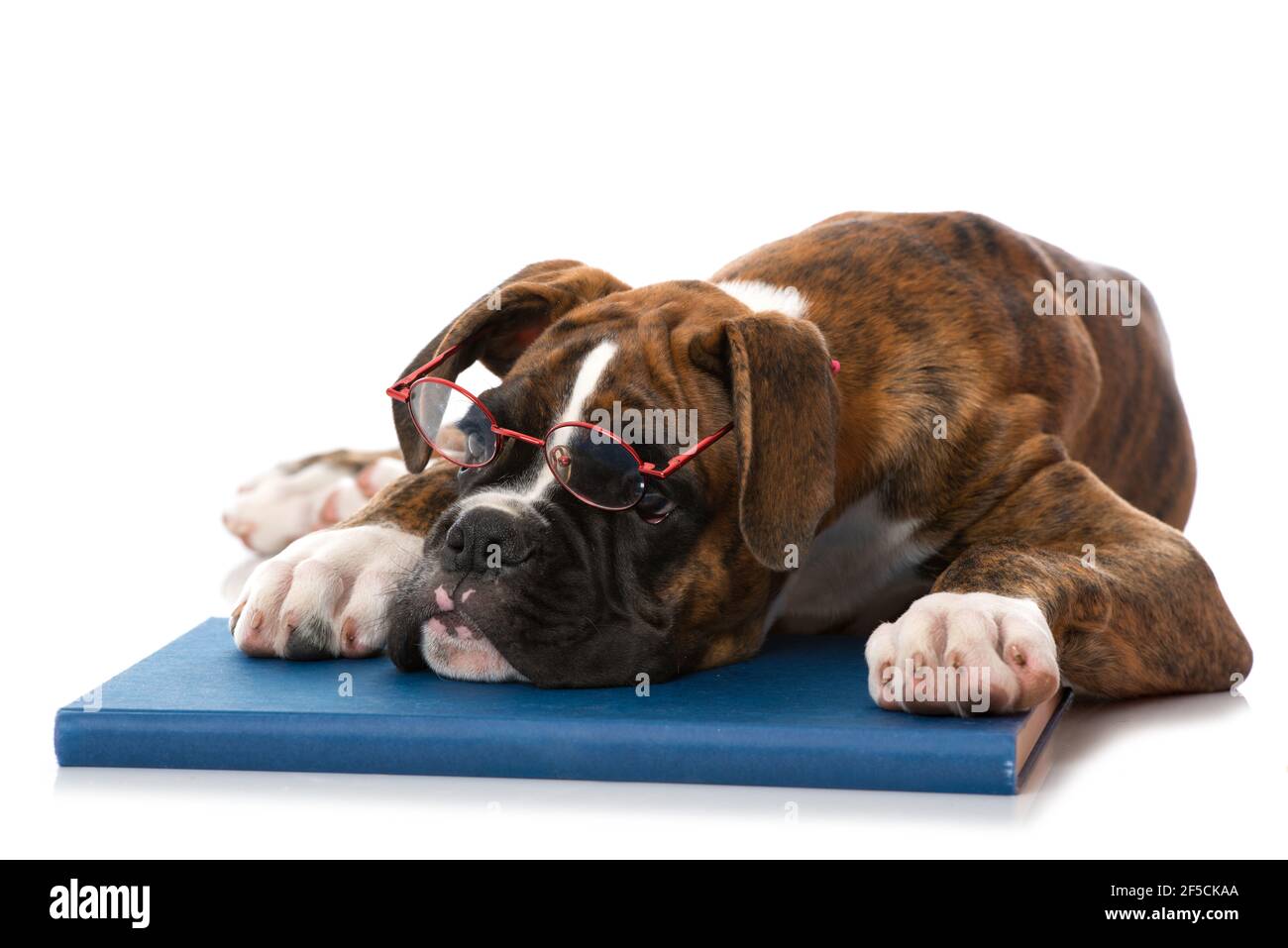 Boxer puppy isolated on white background Stock Photo - Alamy