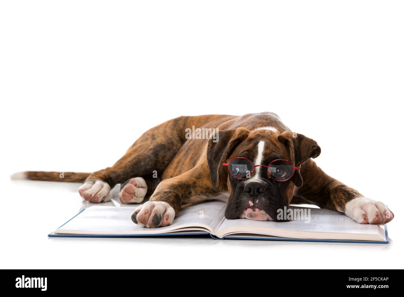 Boxer puppy isolated on white background Stock Photo - Alamy