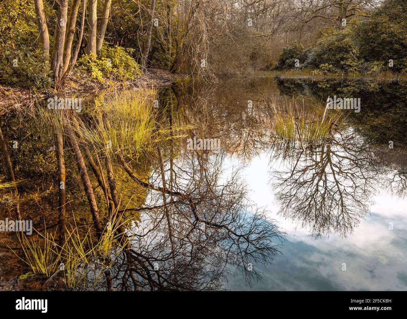 Pond in Harrow Weald Common - nature trail, England Stock Photo - Alamy