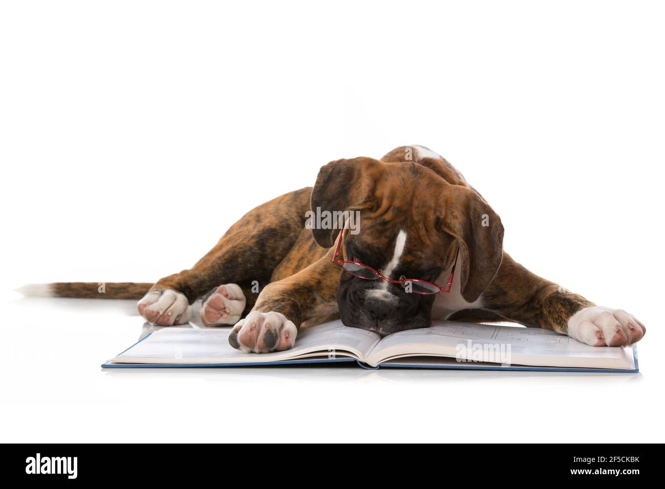 Boxer puppy isolated on white background Stock Photo - Alamy