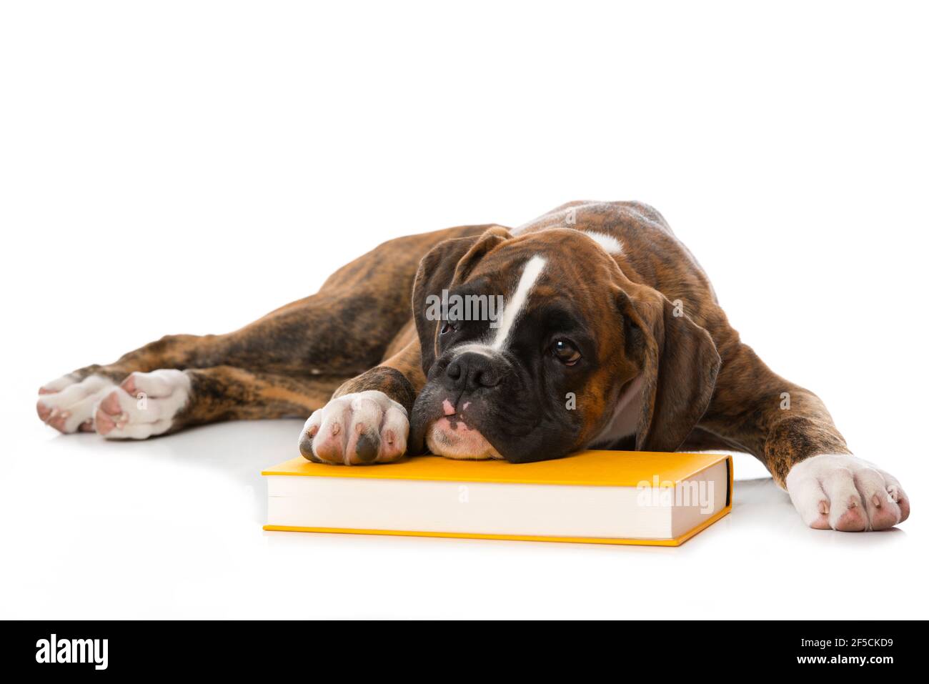 Boxer puppy with book lying isolated on white background Stock Photo ...