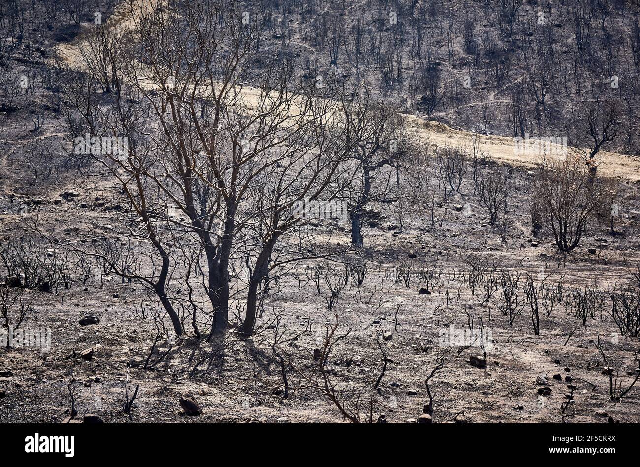 Environmental damage after forest fire Stock Photo - Alamy