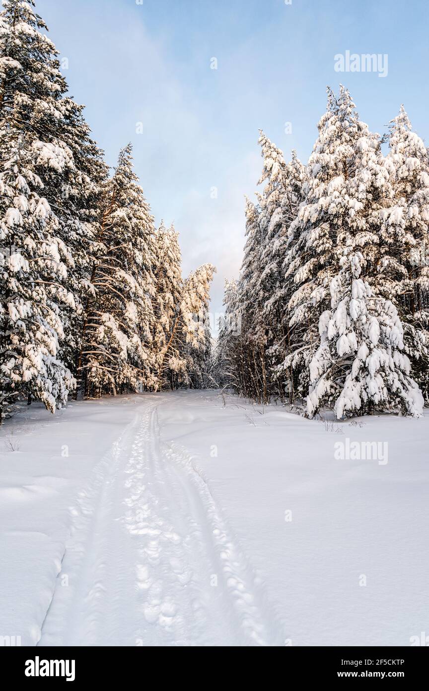 Winter landscape after snowfall, path in pine forest and amazing north ...