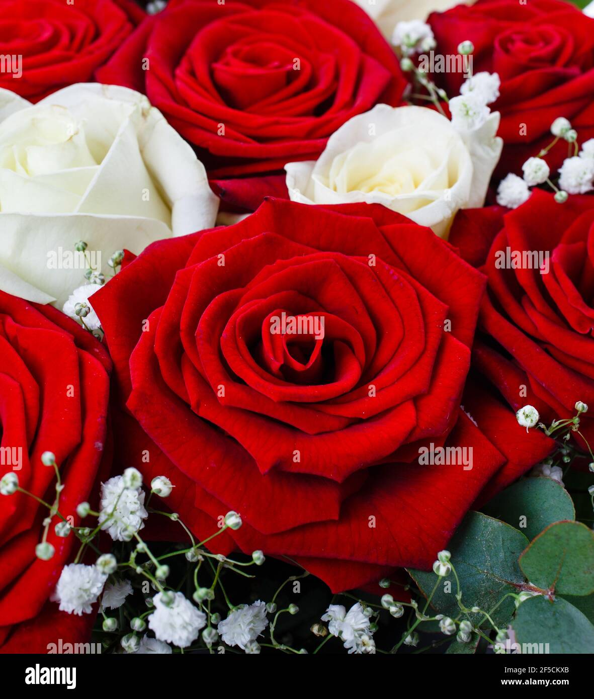 White And Red Roses Wallpaper