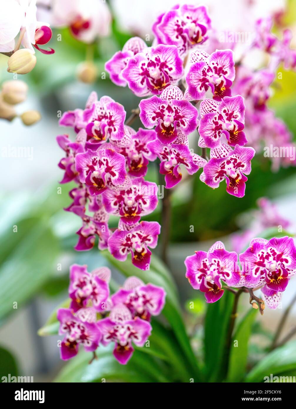 Phalaenopsis orchids flowers bloom in spring lunar new year 2021 adorn ...