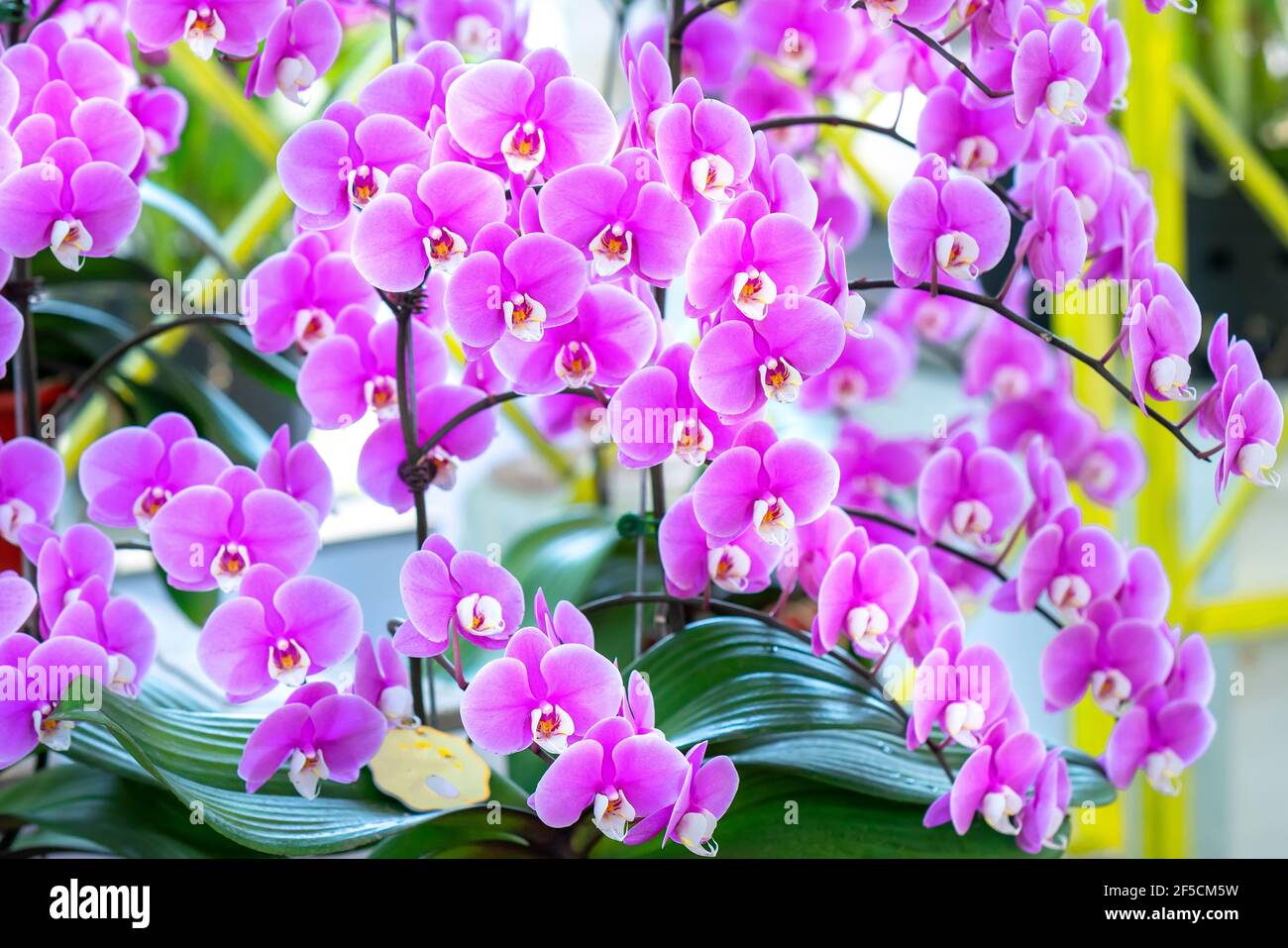 Orchids In Nature Images Orchids: Interlocking Science And Beauty