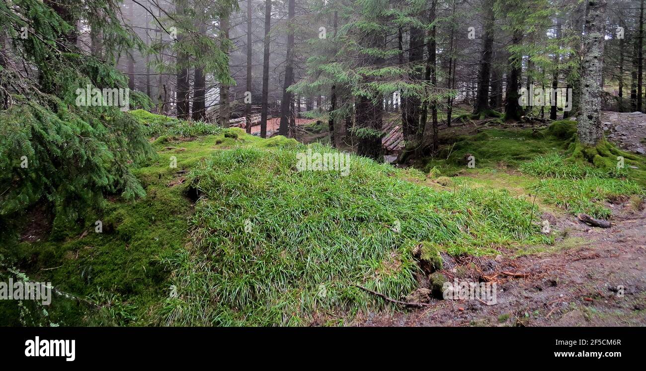 Idyllic mossy forest floor in the cold season Stock Photo - Alamy