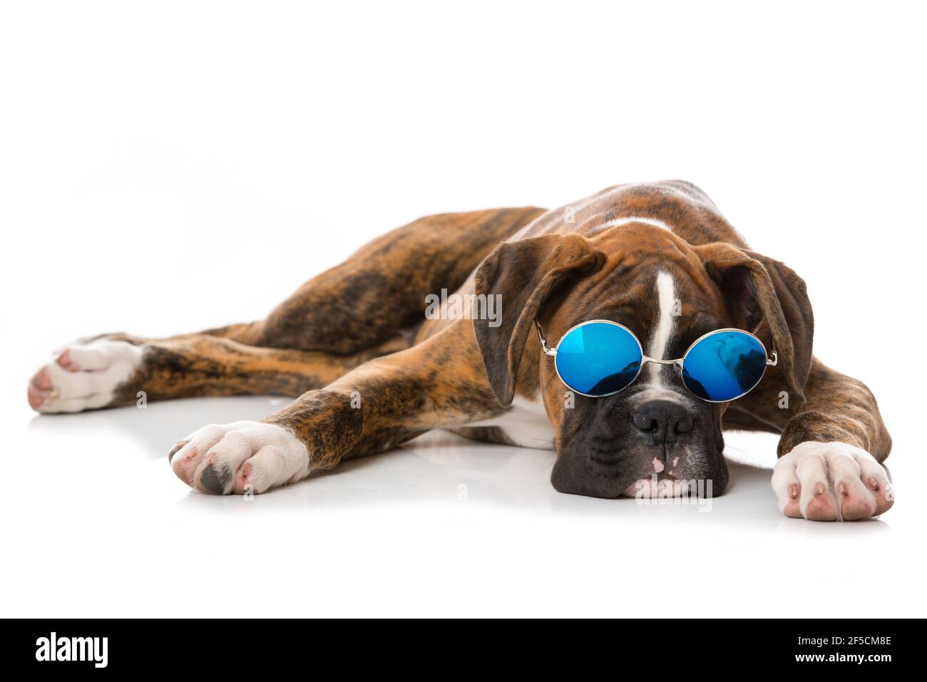 Boxer puppy isolated on white background Stock Photo - Alamy