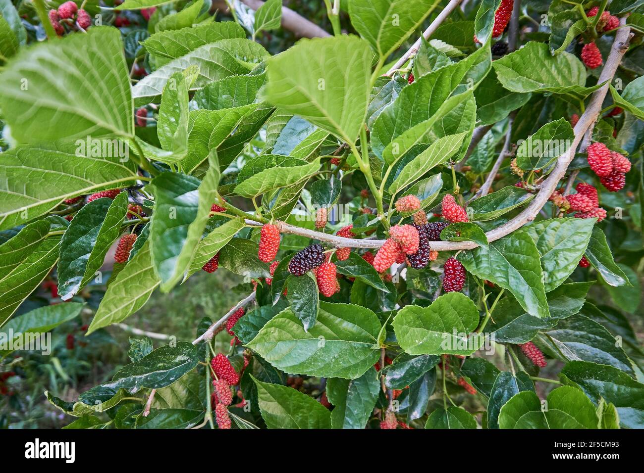 Fresh and organic mulberry fruits Stock Photo - Alamy