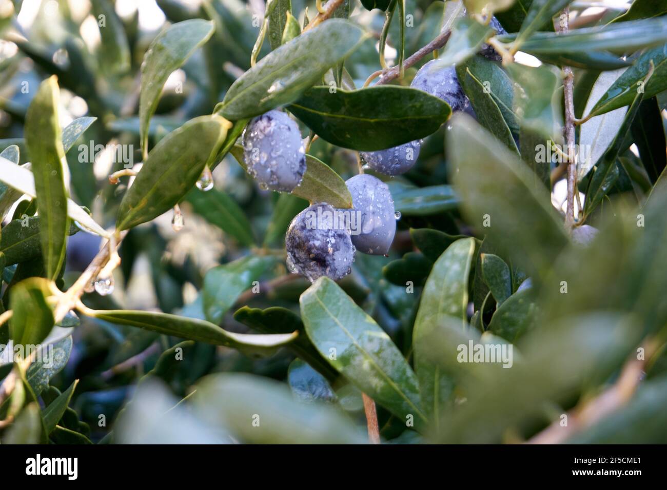 Olive branch with olives Stock Photo - Alamy