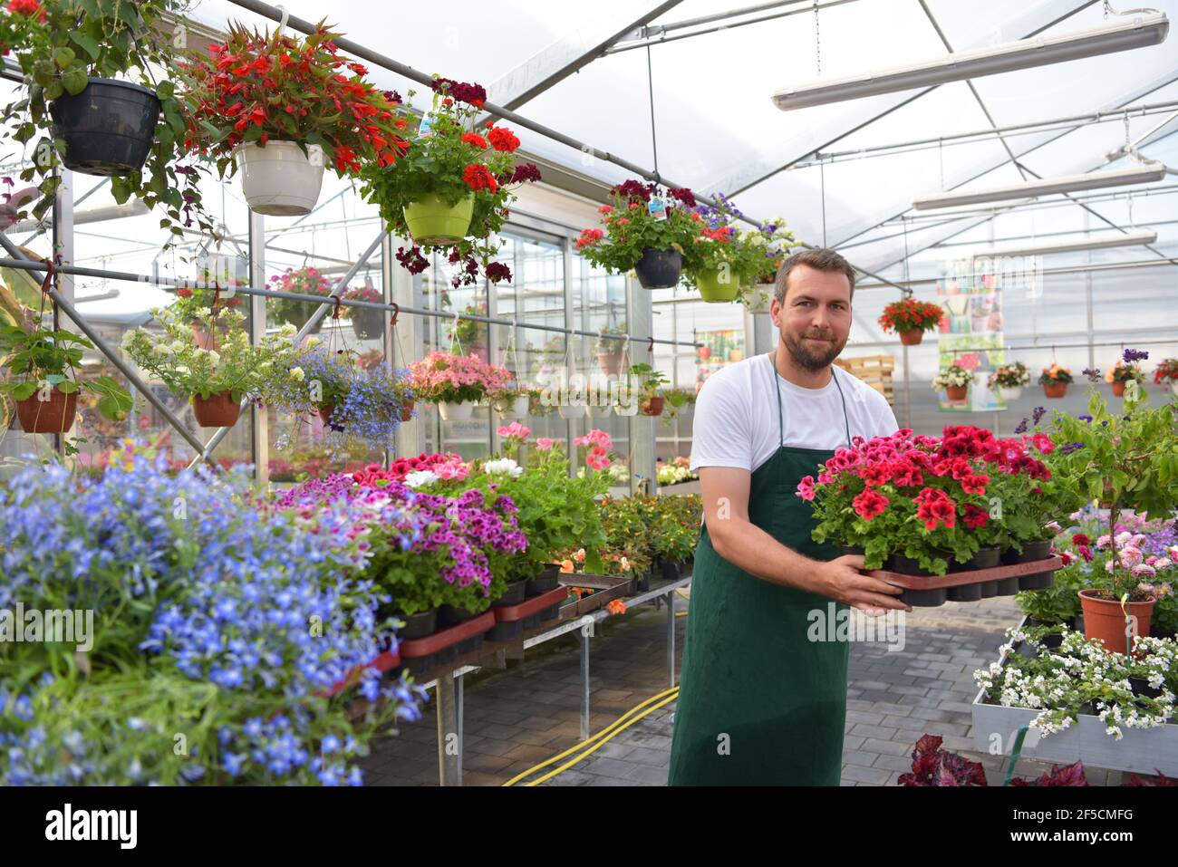 happy worker growing flowers in a greenhouse of a flower shop Stock ...
